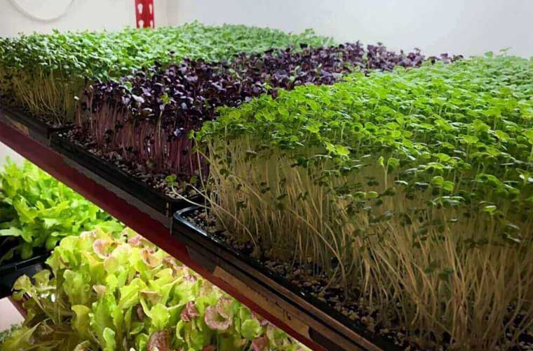More Seeds – Microgreenz